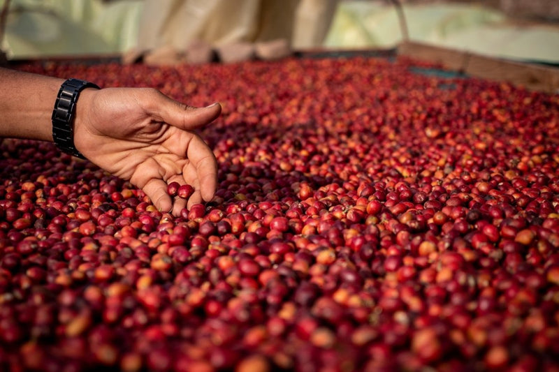 Earth Roastery | Specialty Coffee | Coffee Beans